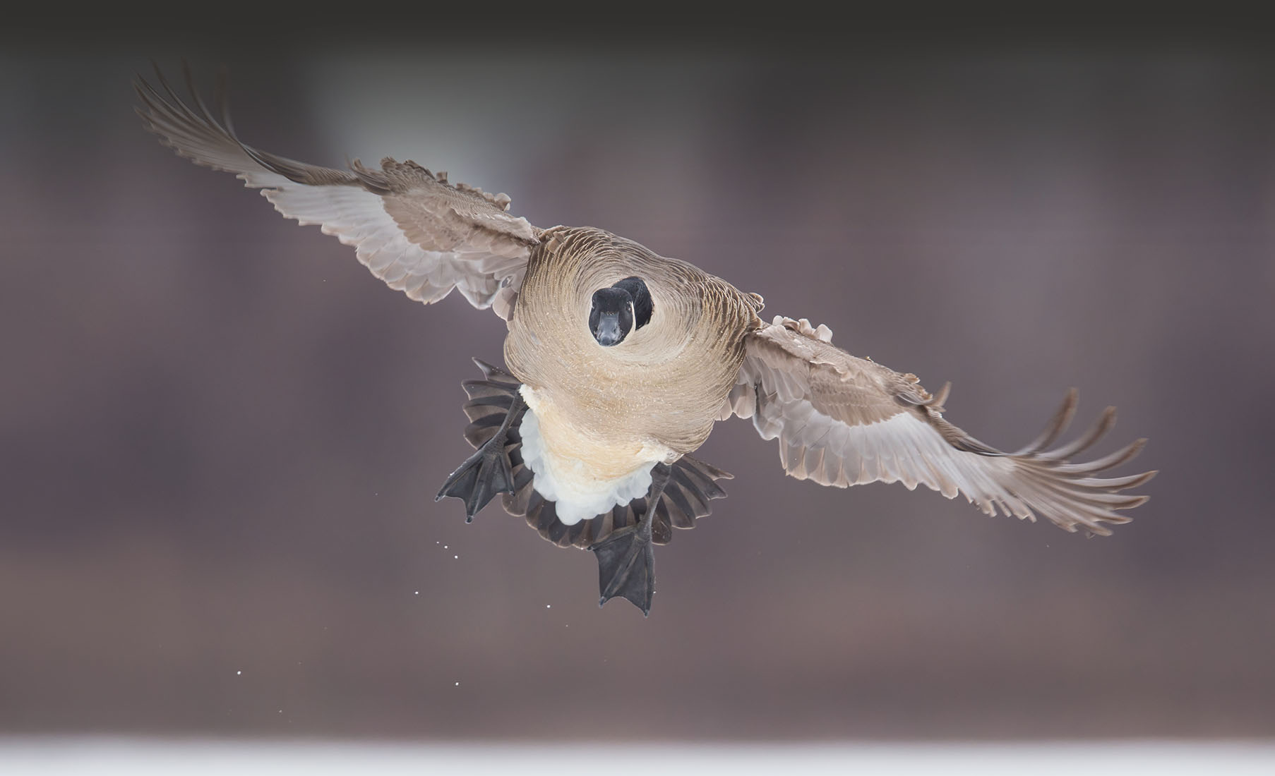 HOME - New Jersey and Delaware Goose Hunting - Kevin Popo Waterfowl Hunts