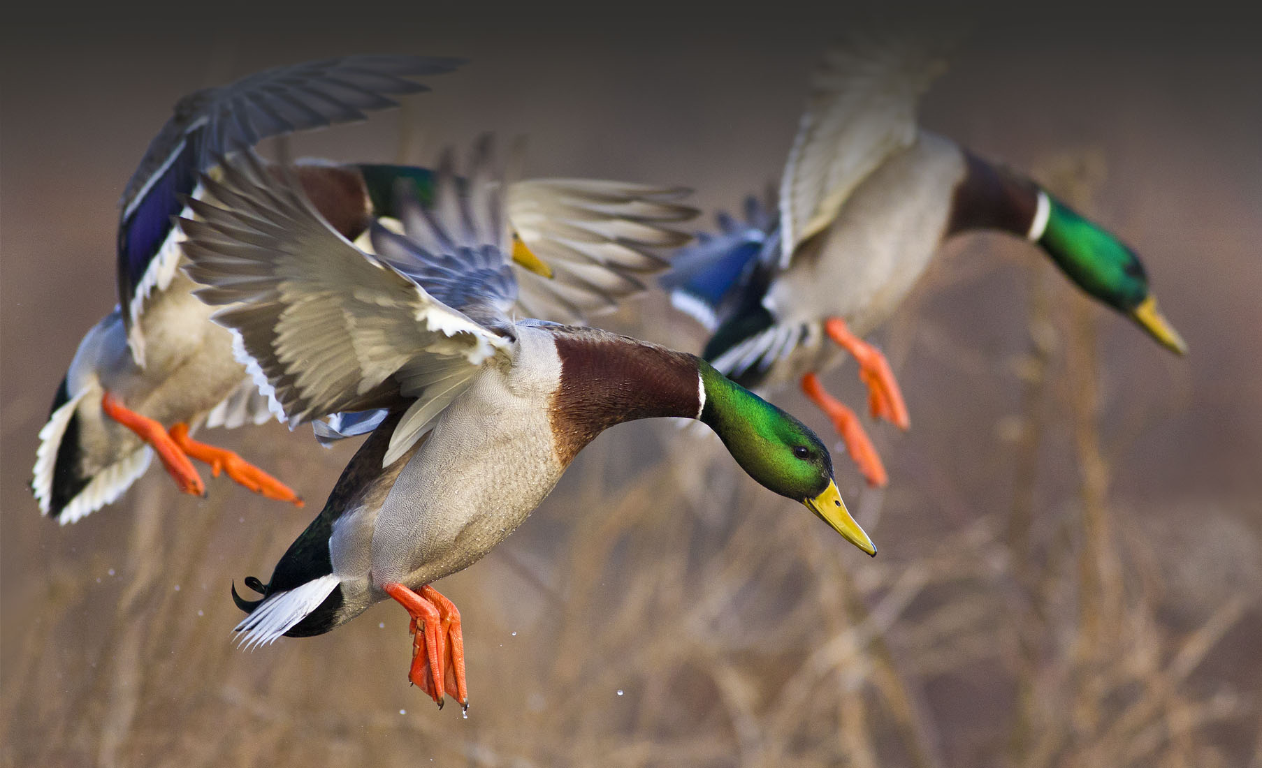 HOME - New Jersey and Delaware Goose Hunting - Kevin Popo Waterfowl Hunts