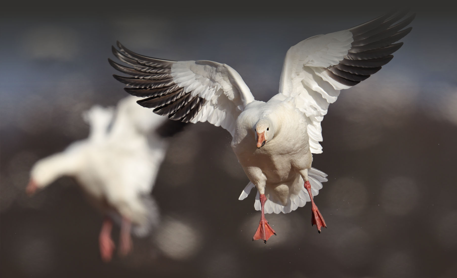 HOME - New Jersey and Delaware Goose Hunting - Kevin Popo Waterfowl Hunts