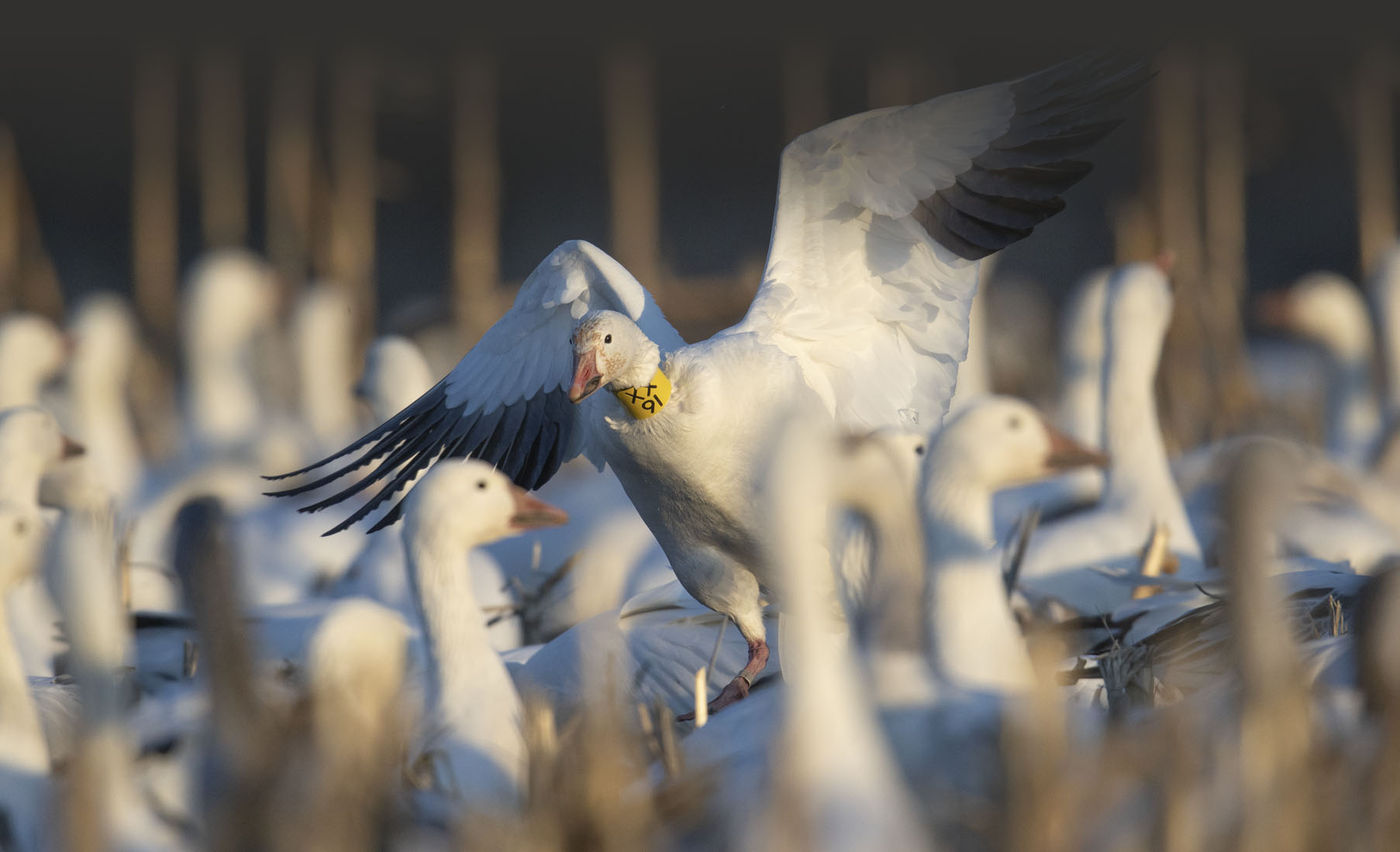 HOME - New Jersey and Delaware Goose Hunting - Kevin Popo Waterfowl Hunts