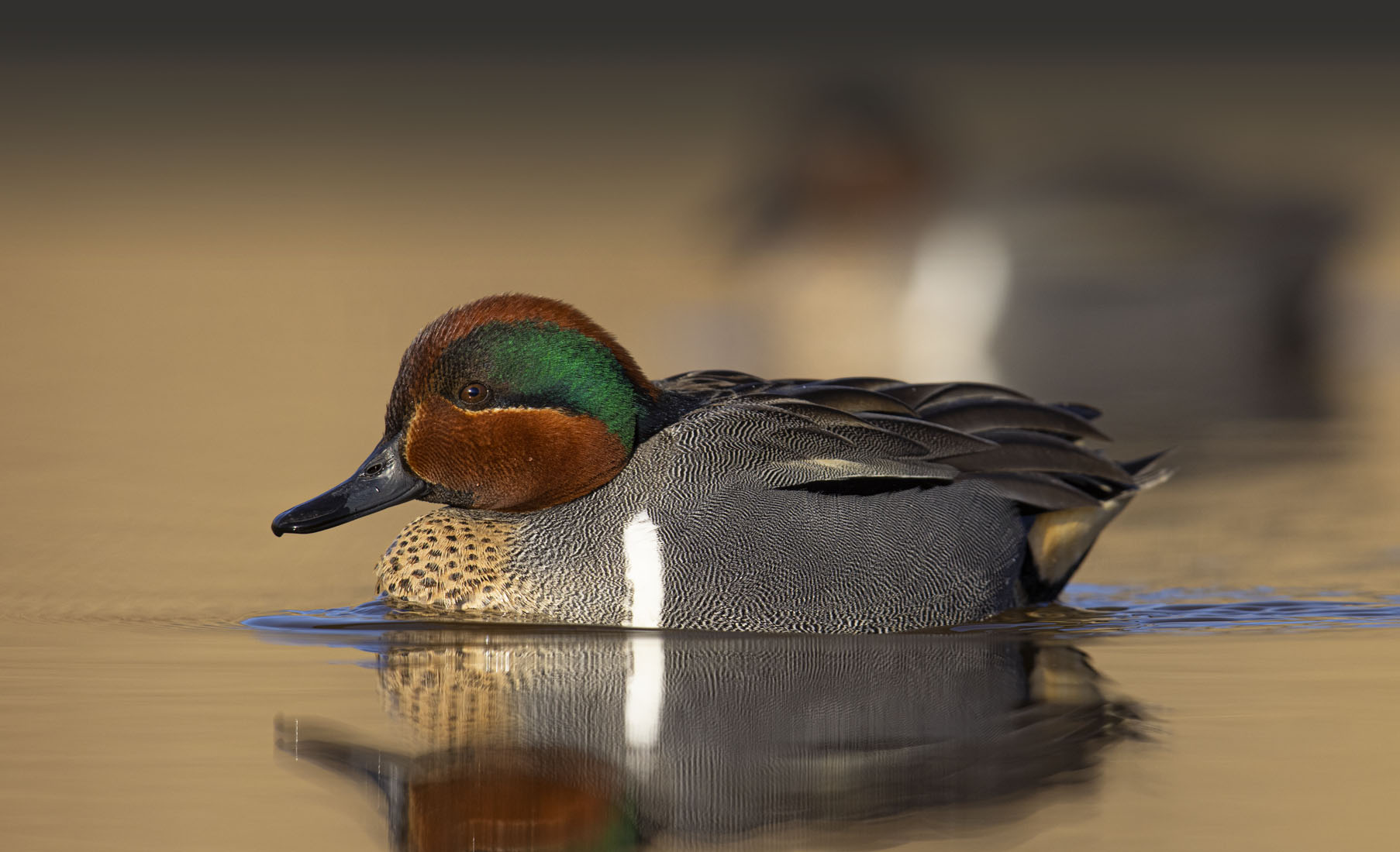 HOME - New Jersey and Delaware Goose Hunting - Kevin Popo Waterfowl Hunts