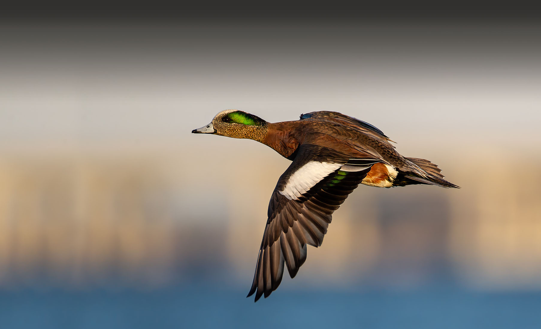 HOME - New Jersey and Delaware Goose Hunting - Kevin Popo Waterfowl Hunts