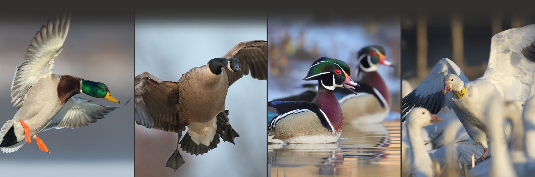 DUCK HUNTING - New Jersey and Delaware Goose Hunting - Kevin Popo ...